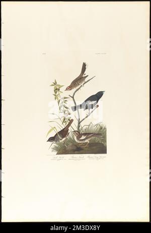 Prairie Lark-finch 1 Male 2 Female Corydalina bicolor.; Prairie Lark ...