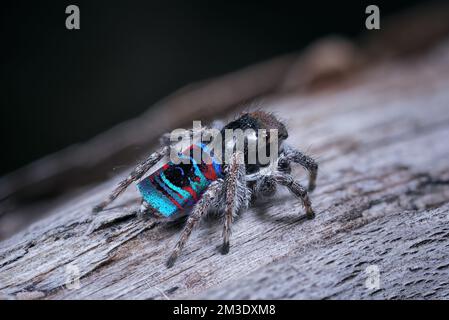 Male Peacock spider, Maratus sarahae, in his breeding plumage Stock ...