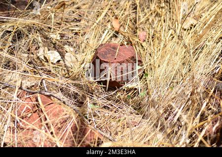 african desert locust in namibia Africa Plague grass hopper Stock Photo ...