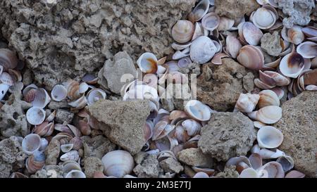 Shells of sea snails white and crimson colors. Mediterranean coast ...