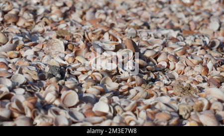 Shells of sea snails white and crimson colors. Mediterranean coast ...