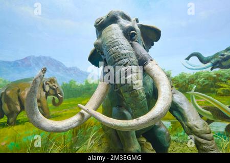 A mastadon with big ivory tusks, defending itself against a saber tooth ...