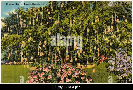 Mango tree, Miami, Florida , Tichnor Brothers Collection, postcards of ...