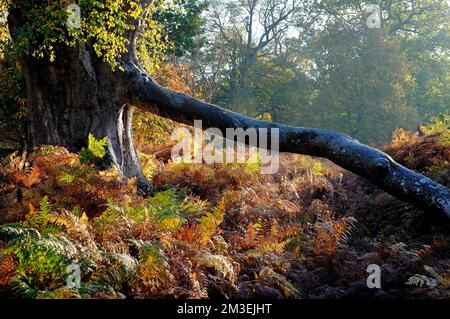 Autumn colours at Felbrigg Woods, Norfolk, England, United Kingdom ...
