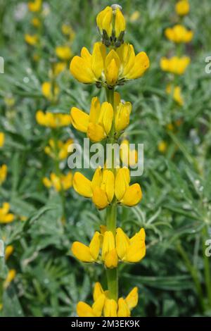 Lupinus luteus. Annual Yellow Lupin flowers Stock Photo - Alamy