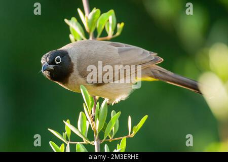 White-spectacled Bulbul (Pycnonotus xanthopy) in Israel Stock Photo - Alamy