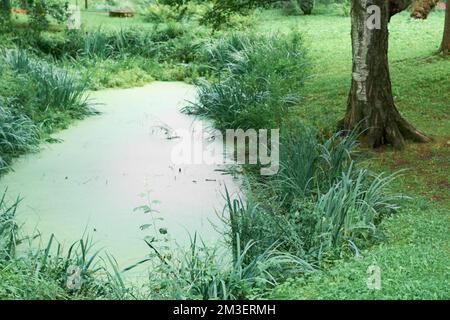 Swamp bog on the forest wasteland Stock Photo - Alamy