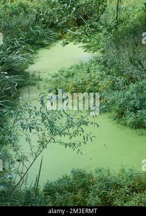 Swamp bog on the forest wasteland Stock Photo - Alamy