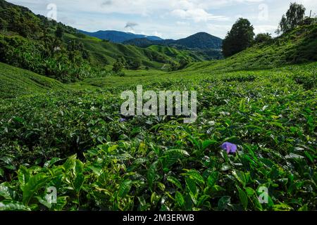 Tea plantation in Tanah Rata, Cameron Highlands in Pahang, Malaysia ...