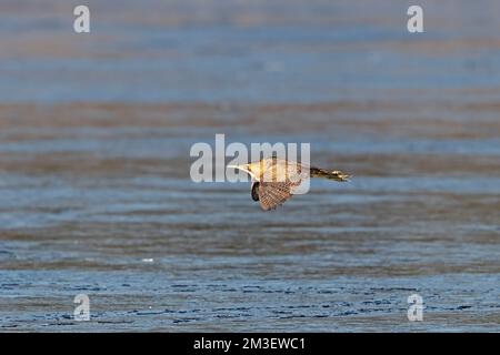 Bittern in flight at Leighton Moss RSPB Reserve Stock Photo - Alamy