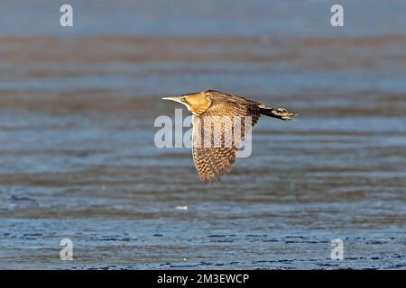 Bittern in flight at Leighton Moss RSPB Reserve Stock Photo - Alamy