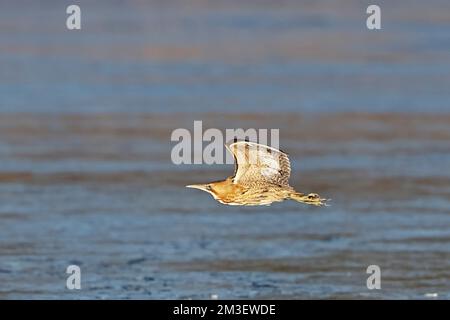 Bittern in flight at Leighton Moss RSPB Reserve Stock Photo - Alamy