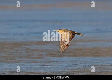 Bittern in flight at Leighton Moss RSPB Reserve Stock Photo - Alamy
