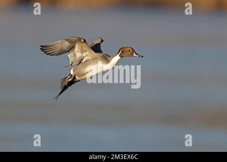 Northern Male Pintail in flight at Leighton Moss RSPB Reserve Stock ...