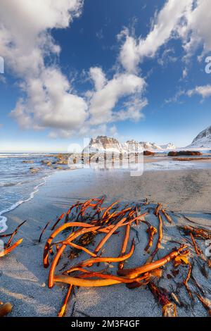 Amazing winter scenery on Uttakleiv beach at morning. Popular tourist ...