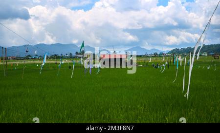 cabin in the middle of beautiful rice fields with cloudy skies Stock ...