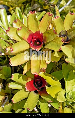 Bromeliad (Neoregelia compacta) on tropical garden Stock Photo - Alamy