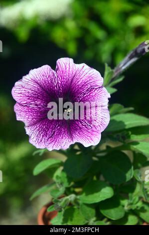 Single Pale Pink/Deep Pink Veining Petunia Pegasus 'Raspberry Vein ...