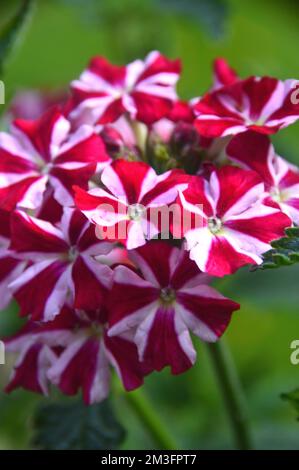 Small Red/White Verbena Samira 'Deep Red Star' Flowers grown in a ...