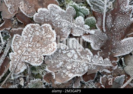 Falling leaves in hoarfrost, Emsland, Lower Saxony, Germany Stock Photo ...