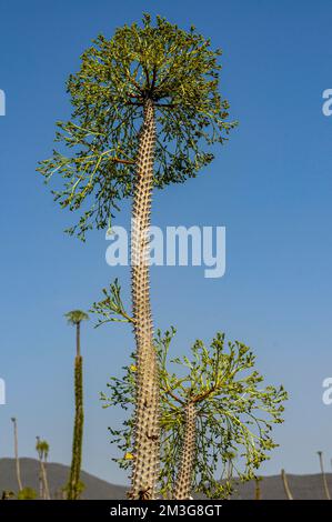 Madagascar spiny forests (Didiereaceae), southern Madagascar Stock ...