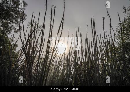 Spiny forest in backlight, Berenty private reserve, southern Madagascar ...
