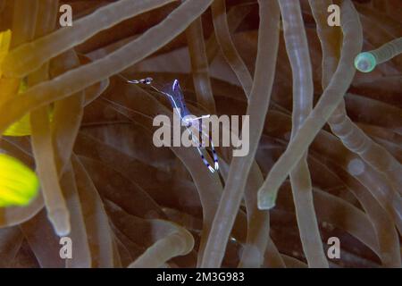 Anemone partner shrimp (Ancylomenes longicarpus), in bubble-tip anemone ...