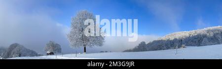 Snow and hoarfrost, solitary tree, littleleaf linden, Wisen, Solothurn ...