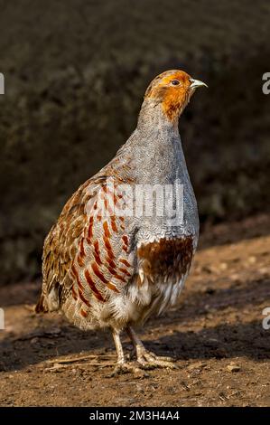 Grey partridge Perdix perdix male Stock Photo - Alamy