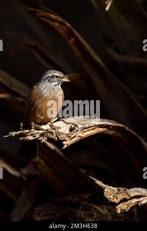 House bunting, Emberiza sahari, Morocco Stock Photo - Alamy
