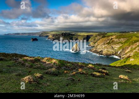 Trevalga Cliff; Looking Towards Boscastle; Cornwall; UK Stock Photo - Alamy
