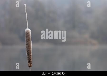 Greater Reedmace (Typha latifolia) frosted bulrush Whitlingham CP ...