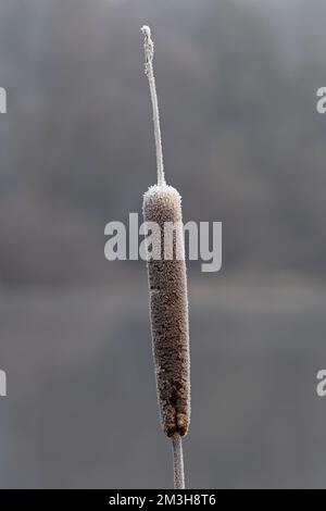 Greater Reedmace (Typha latifolia) frosted bulrush Whitlingham CP ...