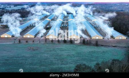 Breeding Broilers in a Broiler Barn on a Commercial Poultry Farm Stock ...