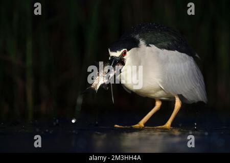 Kwak met gevangen vis in bek; Black-crowned Night Heron with caught ...