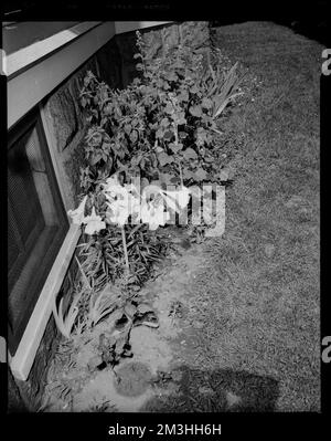 Mrs. Emma B. Hanna. 13 buds, Easter-Lilla , Lilies. Leon Abdalian ...