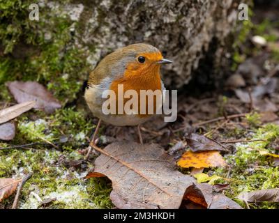 European Robin (Erithacus rubecula), Bridgnorth, Shropshire, England ...