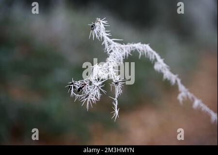 Detail of the spiky icicles made by a hoar frost, on a dead tree branch ...