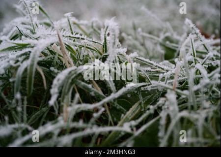 Green lawn after winter close-up. Spring grass care Stock Photo - Alamy