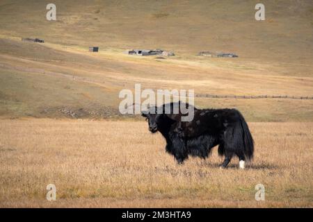 Yak standing on a foothill looking into camera in rural Mongolia ...