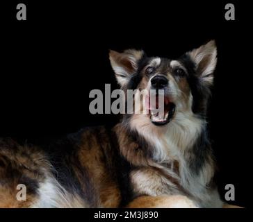 A cute fluffy Australian Shepherd with big ears isolated on an empty ...