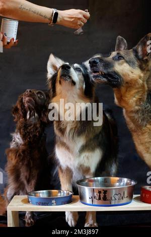 The cute Boykin Spaniel, Australian and German shepherds jumping for ...