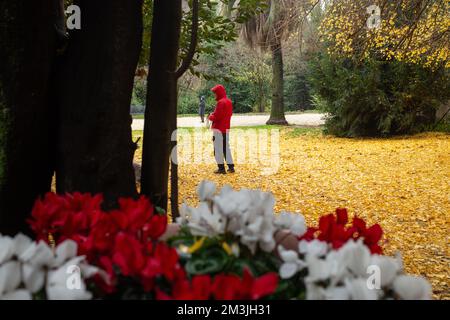 A pot of cyclamen near the yellow carpet of fallen leaves at Villa ...