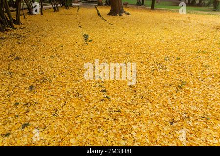 Evocative carpet of yellow leaves at Villa Sciarra in Rome (Photo by ...