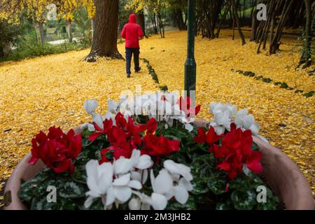 A pot of cyclamen near the yellow carpet of fallen leaves at Villa ...