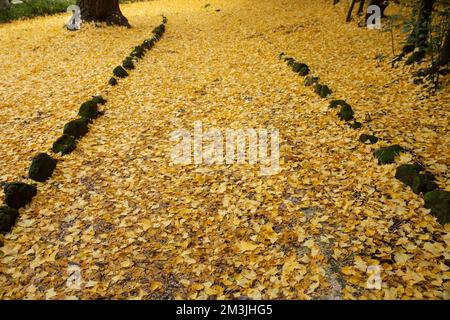 Evocative carpet of yellow leaves at Villa Sciarra in Rome (Photo by ...