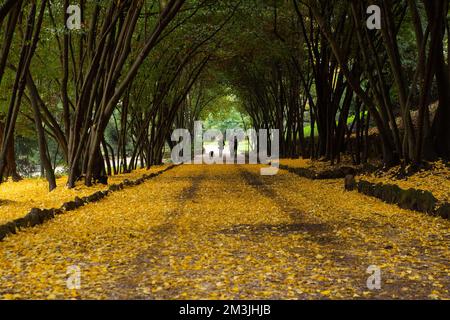 Evocative carpet of yellow leaves at Villa Sciarra in Rome (Photo by ...