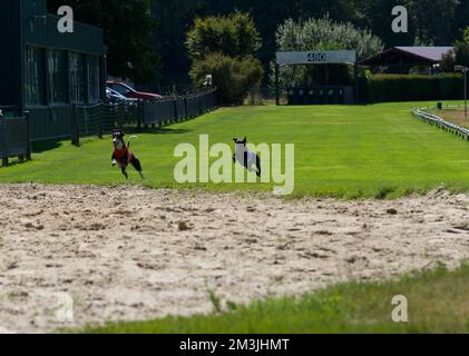 3 whippet dogs arriving at full speed in the last straight of their ...
