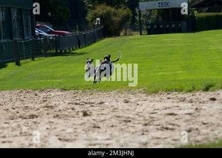 Two whippet dogs arriving at full speed in the last straight of their ...