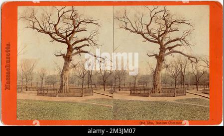 The Old Elm, Boston Common , Parks, Elms Stock Photo - Alamy